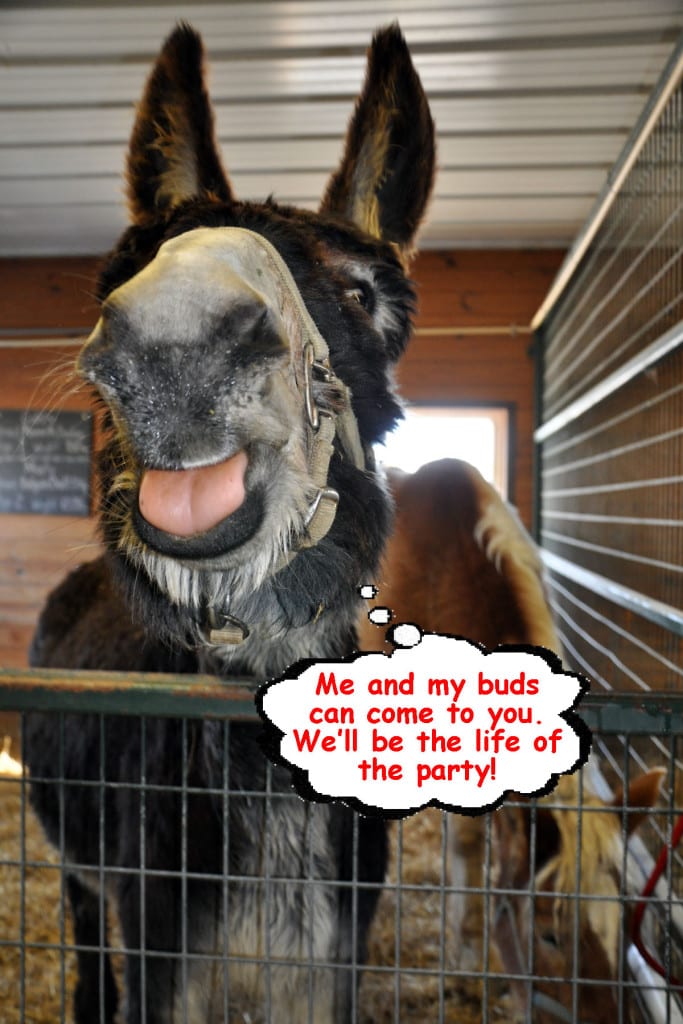 Green Meadows Farm, petting farm, animal park, petting zoo%